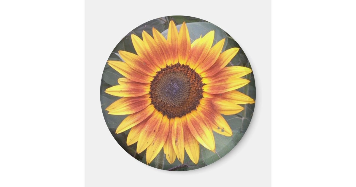 Sunflower Magnet | Zazzle