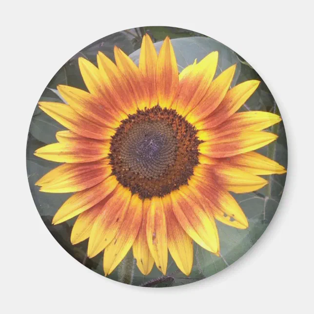 Sunflower Magnet | Zazzle