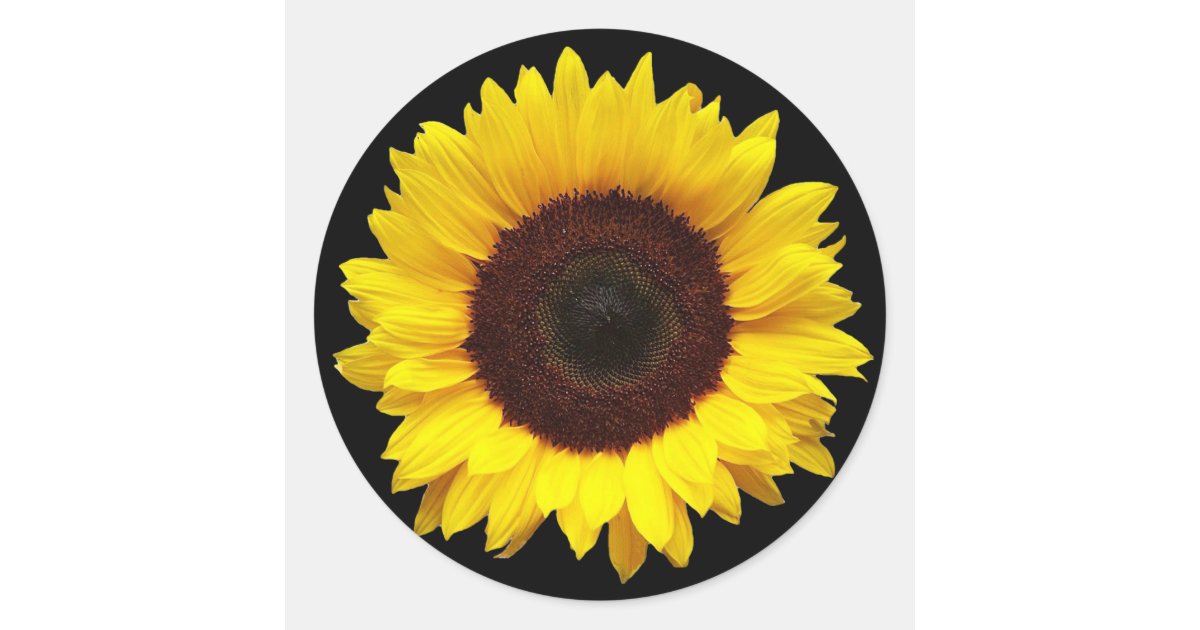 Sunflower on Black Round Gift Envelope Stickers | Zazzle