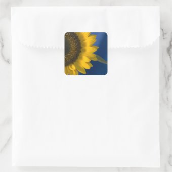 Sunflower on Blue Square Sticker | Zazzle