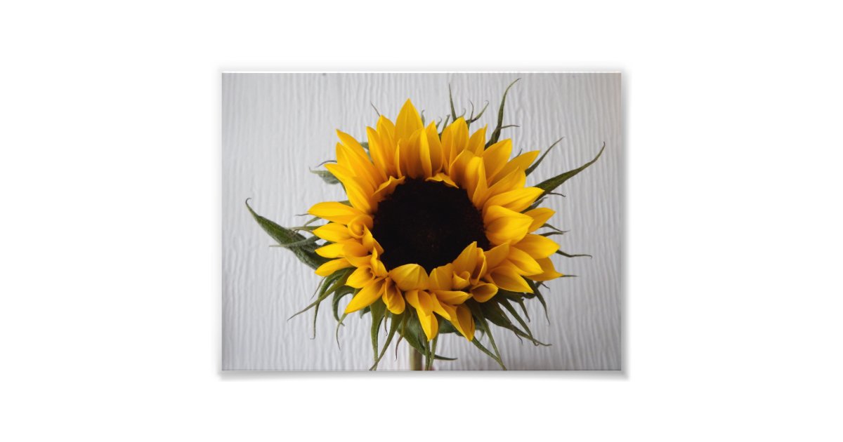 Sunflower Photo Print | Zazzle