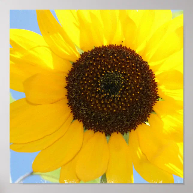 Sunflower Picture Print | Zazzle