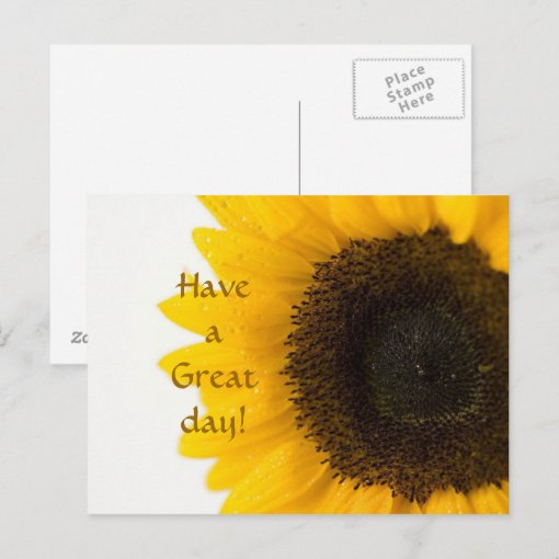 Sunflower Postcard | Zazzle