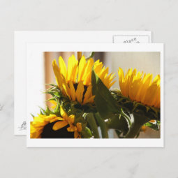 Sunflower Postcard | Zazzle