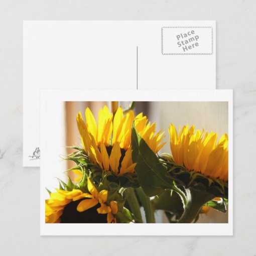 Sunflower Postcard | Zazzle