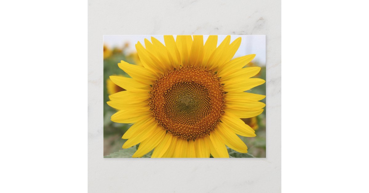 Sunflower Postcard | Zazzle