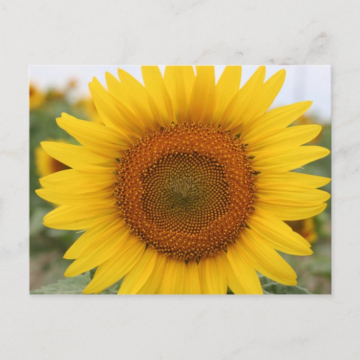 Sunflower Postcard | Zazzle.com
