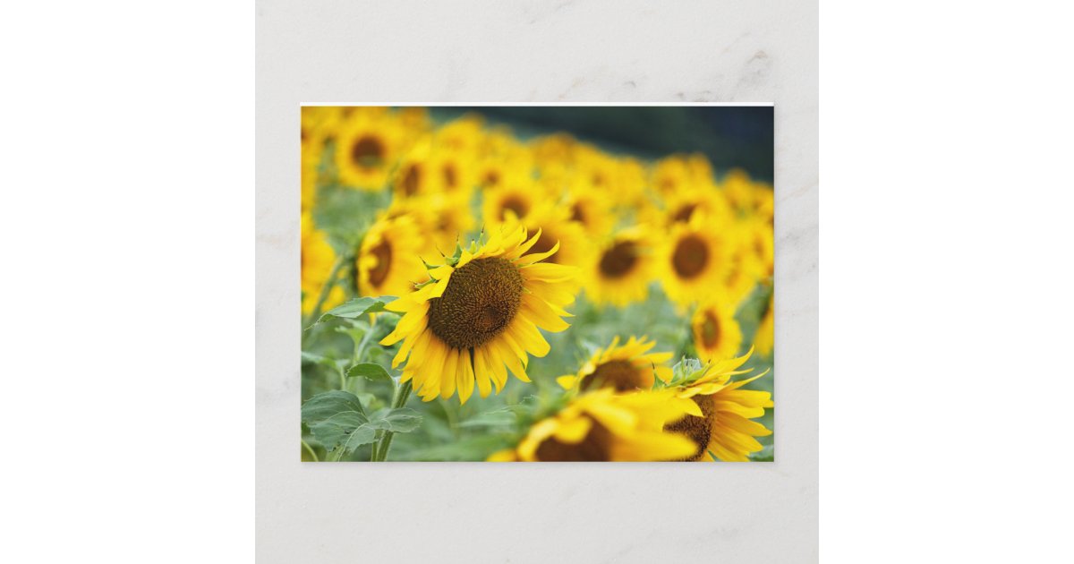 Sunflower Postcard | Zazzle