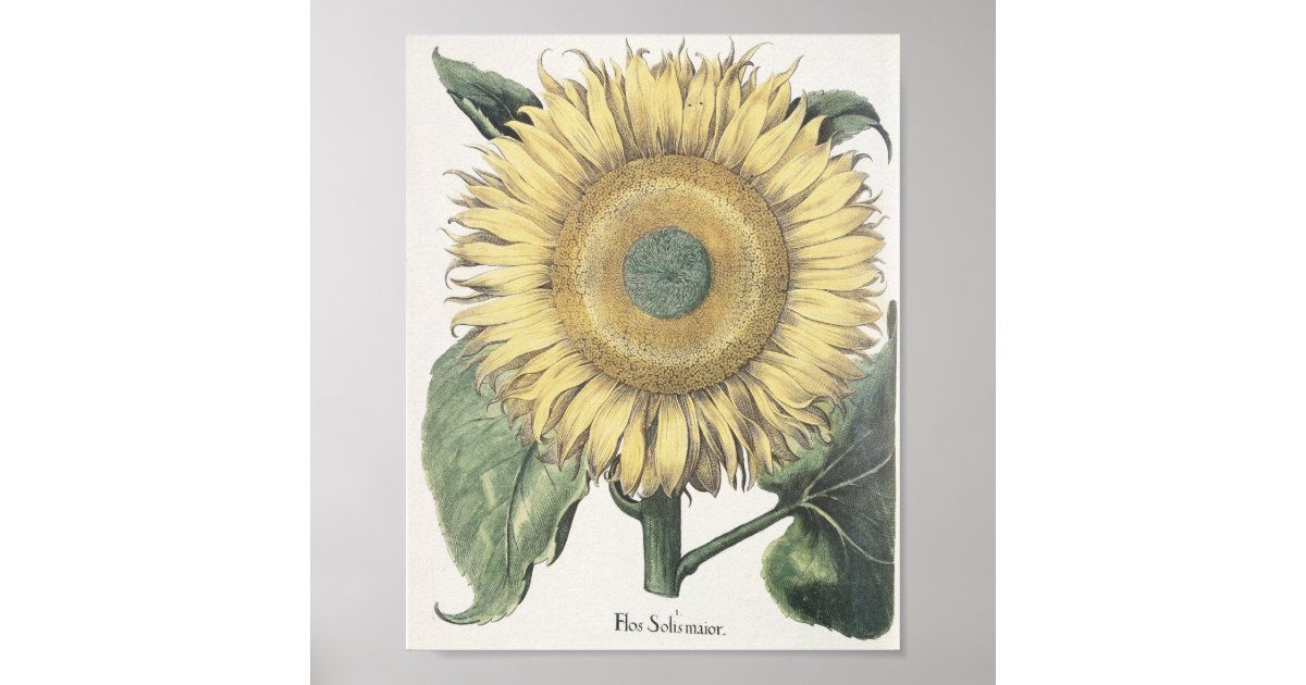 Sunflower Poster | Zazzle
