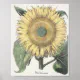 Sunflower Poster | Zazzle