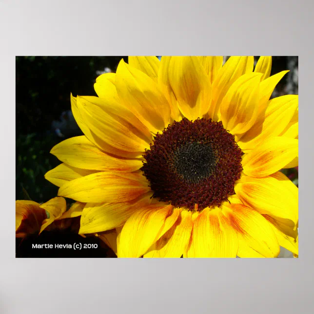 Sunflower Poster | Zazzle