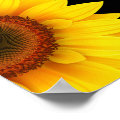 Sunflower Poster | Zazzle