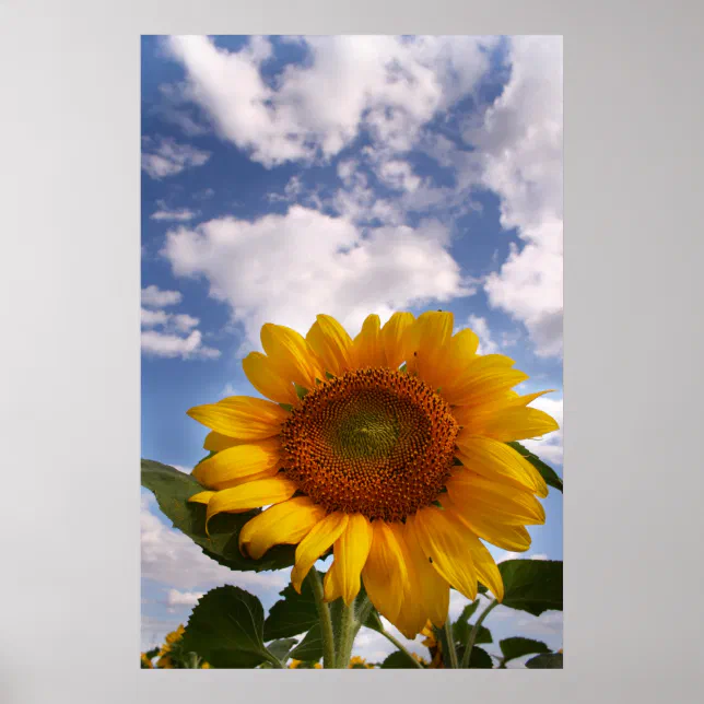 Sunflower Sky Poster | Zazzle