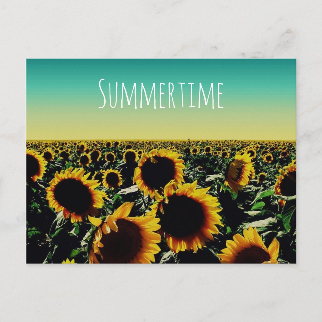 Sunflower Summertime Postcard | Zazzle