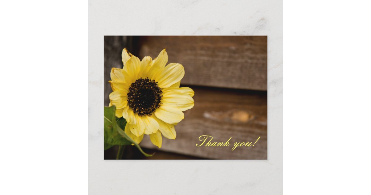 Sunflower thank you postcard | Zazzle.com