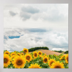Sunflower Yellow Rustic Poster | Zazzle