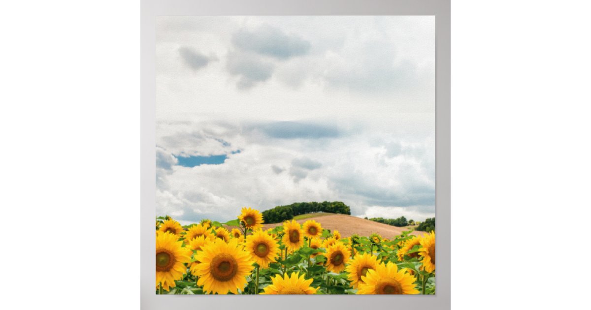 Sunflower Yellow Rustic Poster | Zazzle