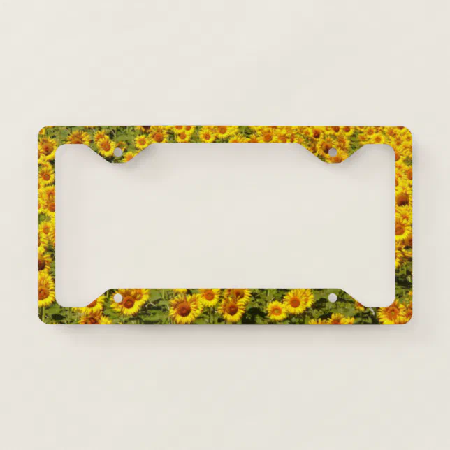 Sunflowers Abruzzo Flowers Summer Sunflower Yello License Plate Frame ...