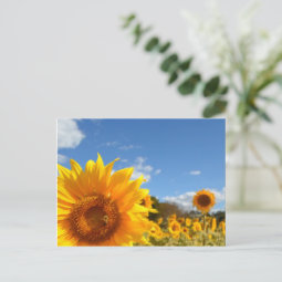 Sunflowers and sunshine postcard | Zazzle