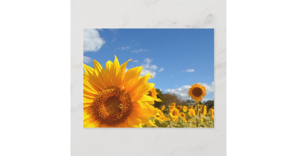Sunflowers and sunshine postcard | Zazzle