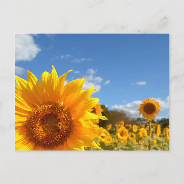 Sunflowers and sunshine postcard | Zazzle
