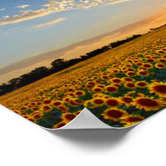 Sunflowers at Sunset 12x8 inches Poster | Zazzle