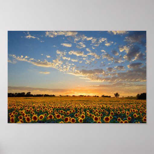 Sunflowers at Sunset 12x8 inches Poster | Zazzle