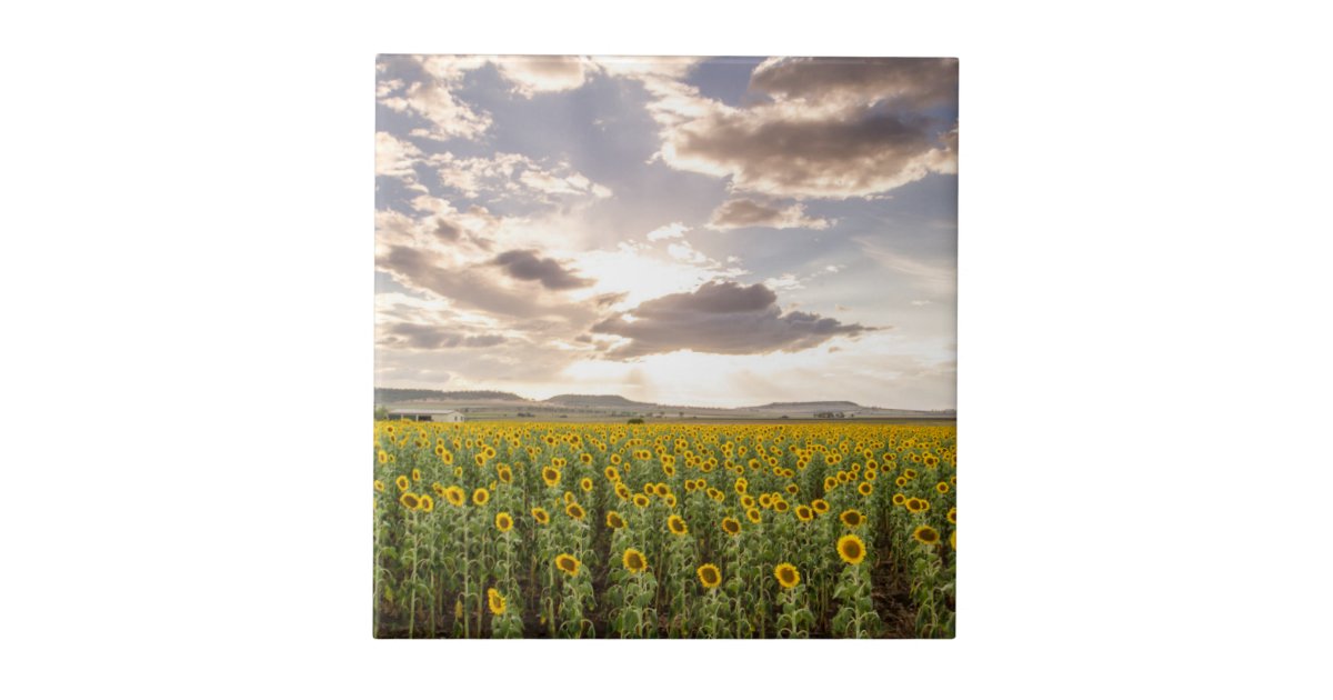 Sunflowers at Sunset Ceramic Tile | Zazzle