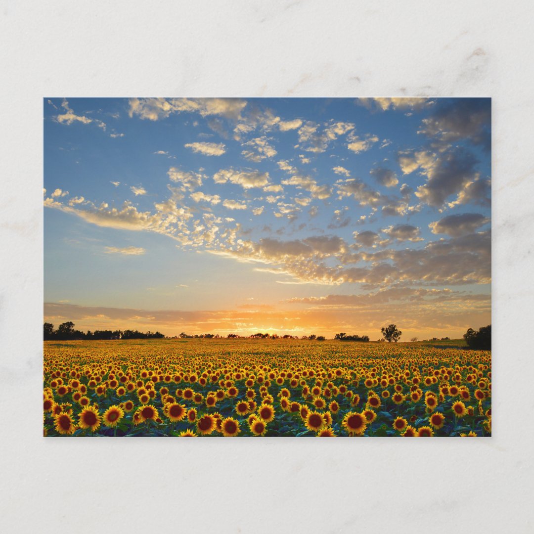 Sunflowers at Sunset Postcard | Zazzle