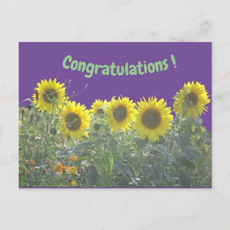Sunflowers Congratulations Postcard | Zazzle
