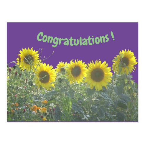 Sunflower Fields Congratulations Cards | Zazzle