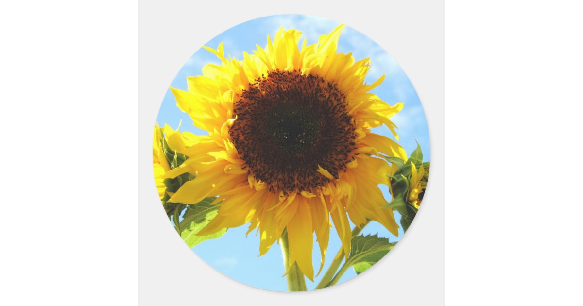 Sunflowers Envelope Seals or Stickers | Zazzle