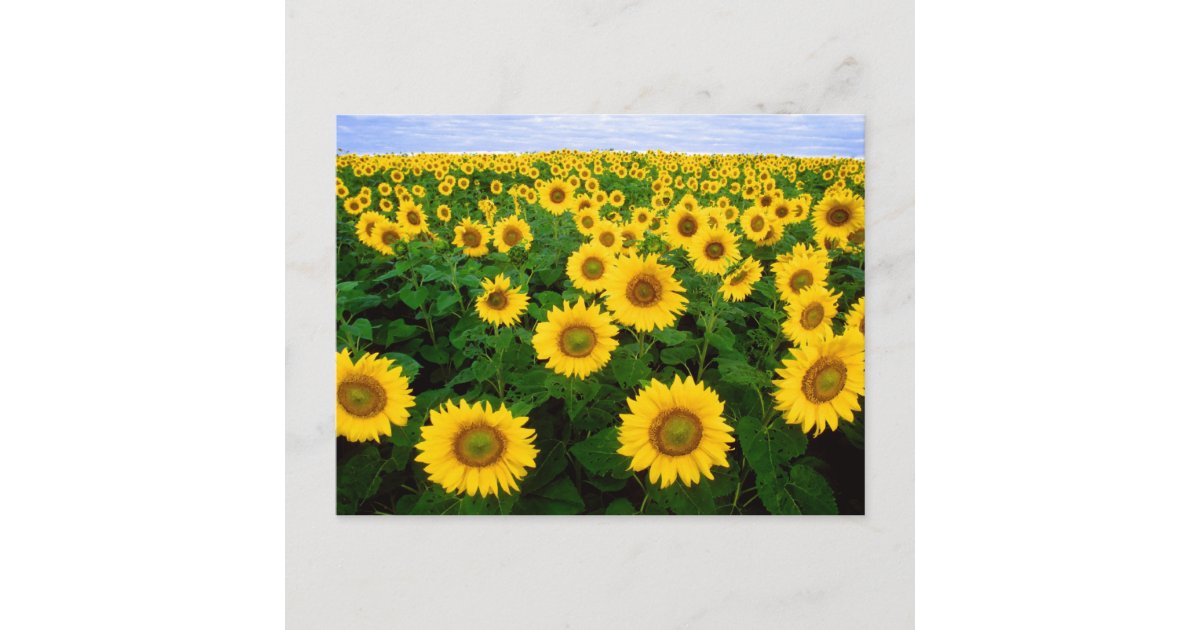 Sunflowers Forever Postcard | Zazzle