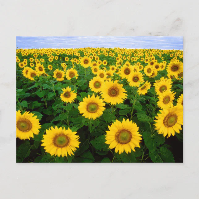 Sunflowers Forever Postcard | Zazzle