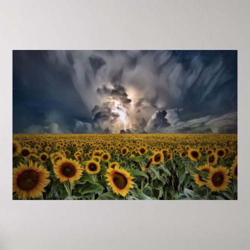 Sunflowers In A Storm Poster | Zazzle