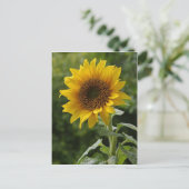 Sunflowers Postcard | Zazzle