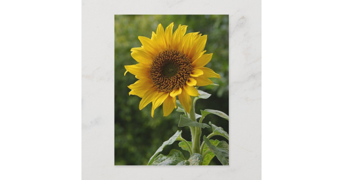 Sunflowers Postcard | Zazzle