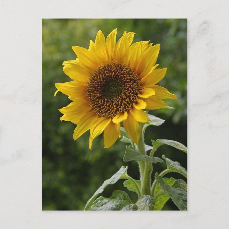 Sunflowers Postcard | Zazzle