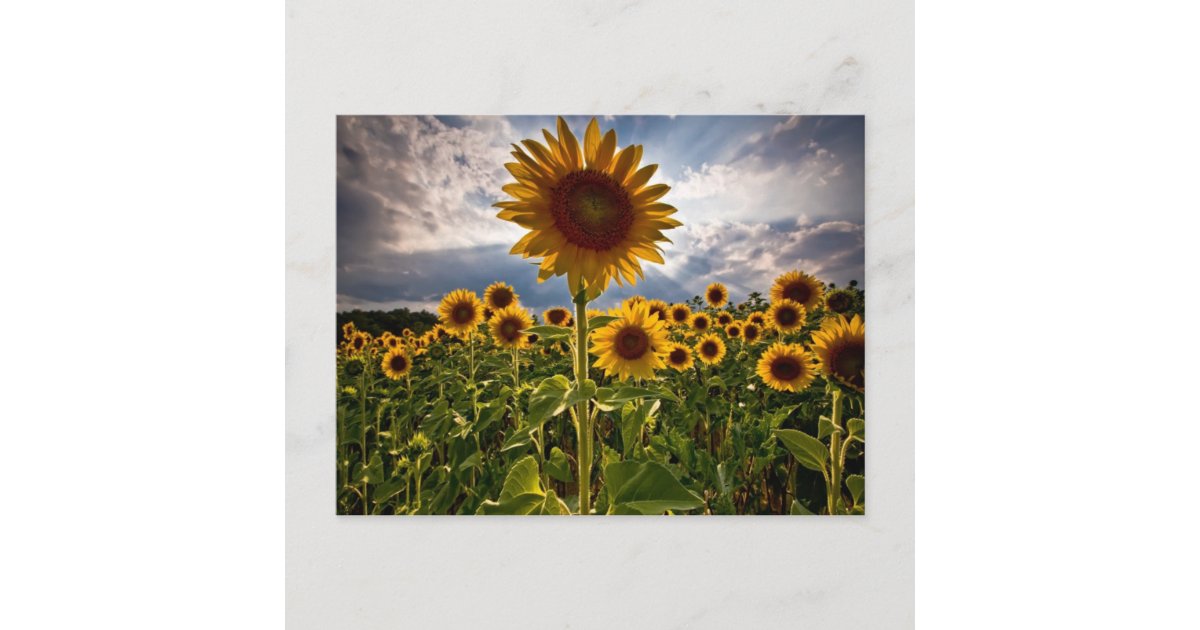 Sunflowers Postcard | Zazzle