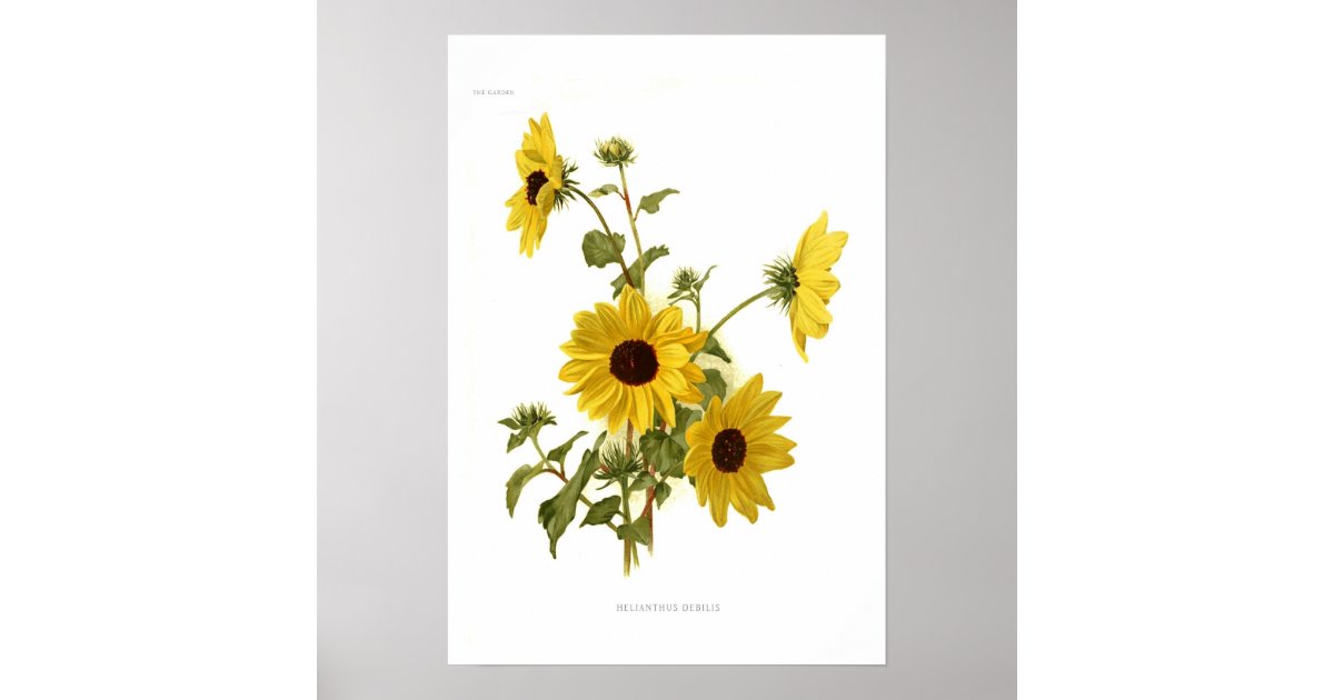 Sunflowers Poster | Zazzle