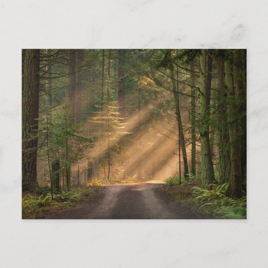 Sunlight Shining Through a Forest Postcard | Zazzle