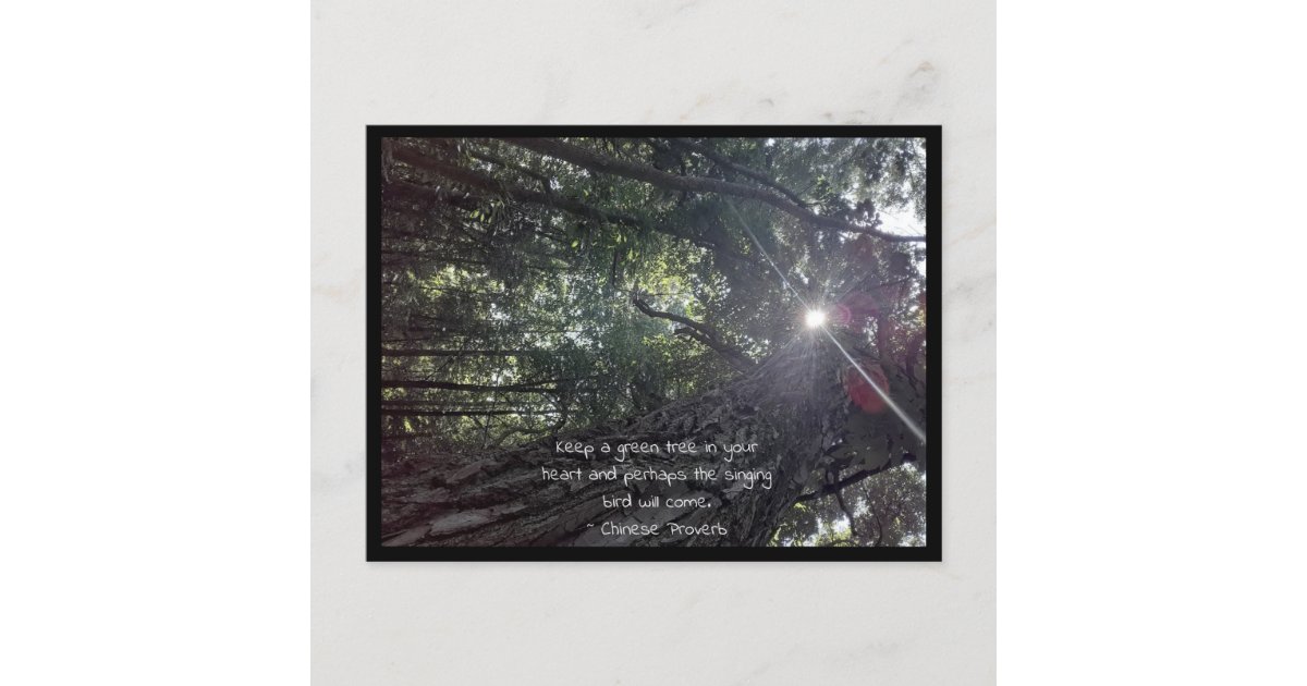 Sunlight Though a Tree Photo Art & Chinese Proverb Postcard | Zazzle