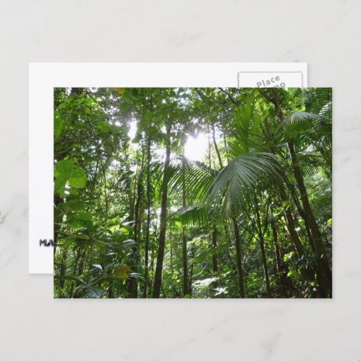 Sunlight Through Rainforest Canopy Tropical Green Postcard | Zazzle