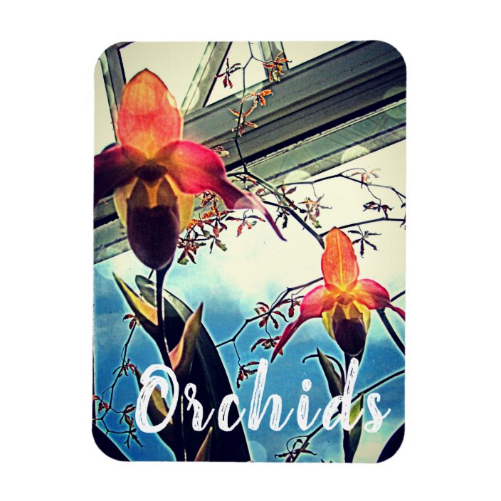 Sunlit Orchids Photo Magnet | Zazzle.com