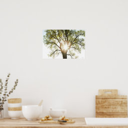 Sunlit Tree Poster | Zazzle