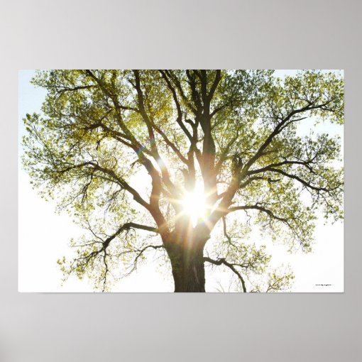 Sunlit Tree Poster | Zazzle