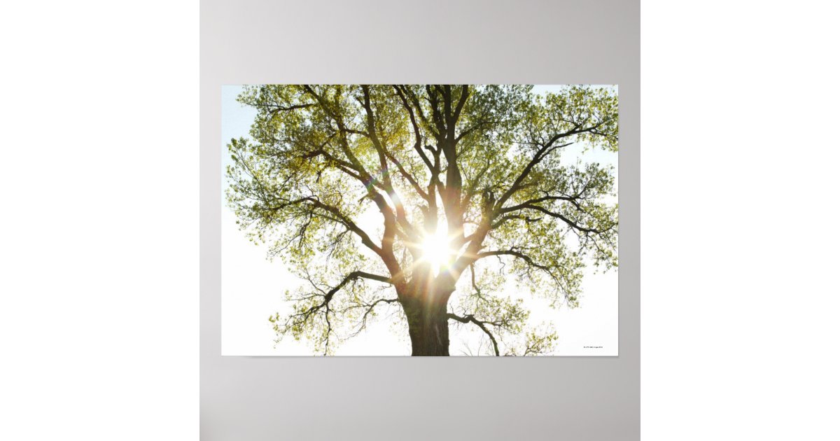Sunlit Tree Poster | Zazzle