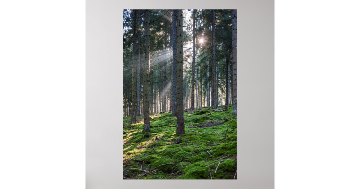 Sunmonths in the Black Forest Poster | Zazzle