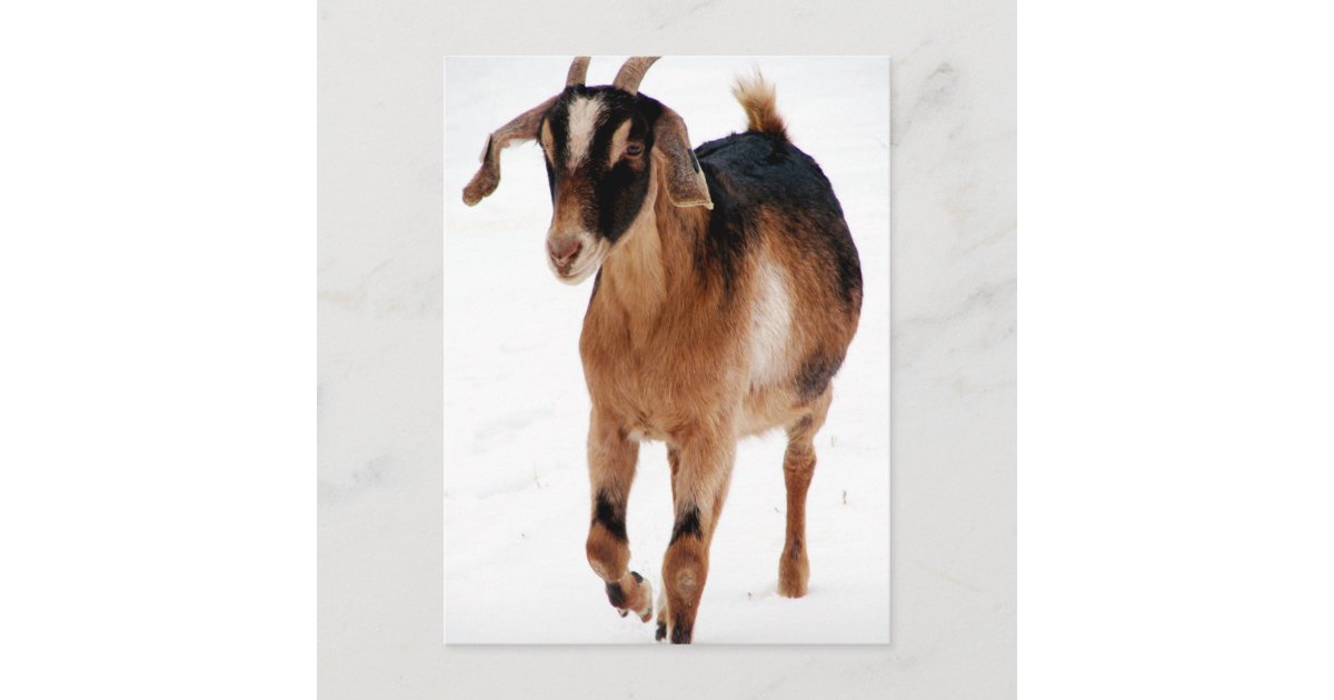 Sunni Dashin' In The Snow Postcard | Zazzle
