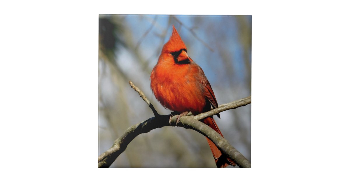 Sunny Cardinal Ceramic Tile | Zazzle